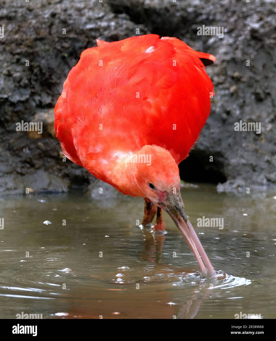 The scarlet ibis is a species of ibis in the bird family ...