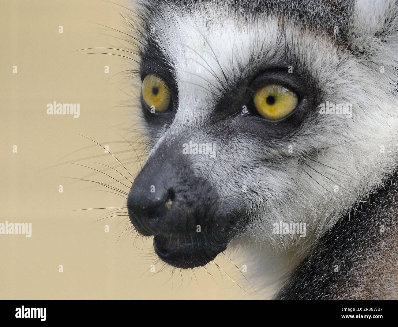 Lemurs are wet-nosed primates of the superfamily Lemuroidea, divided ...