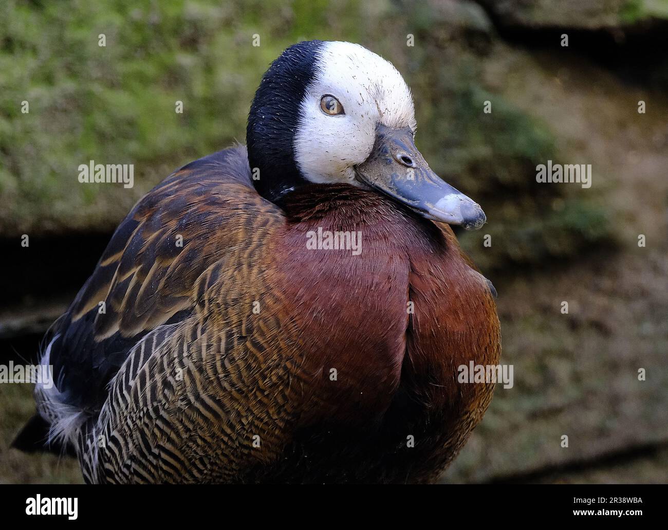 The white-faced whistling duck is a whistling duck that breeds in sub ...