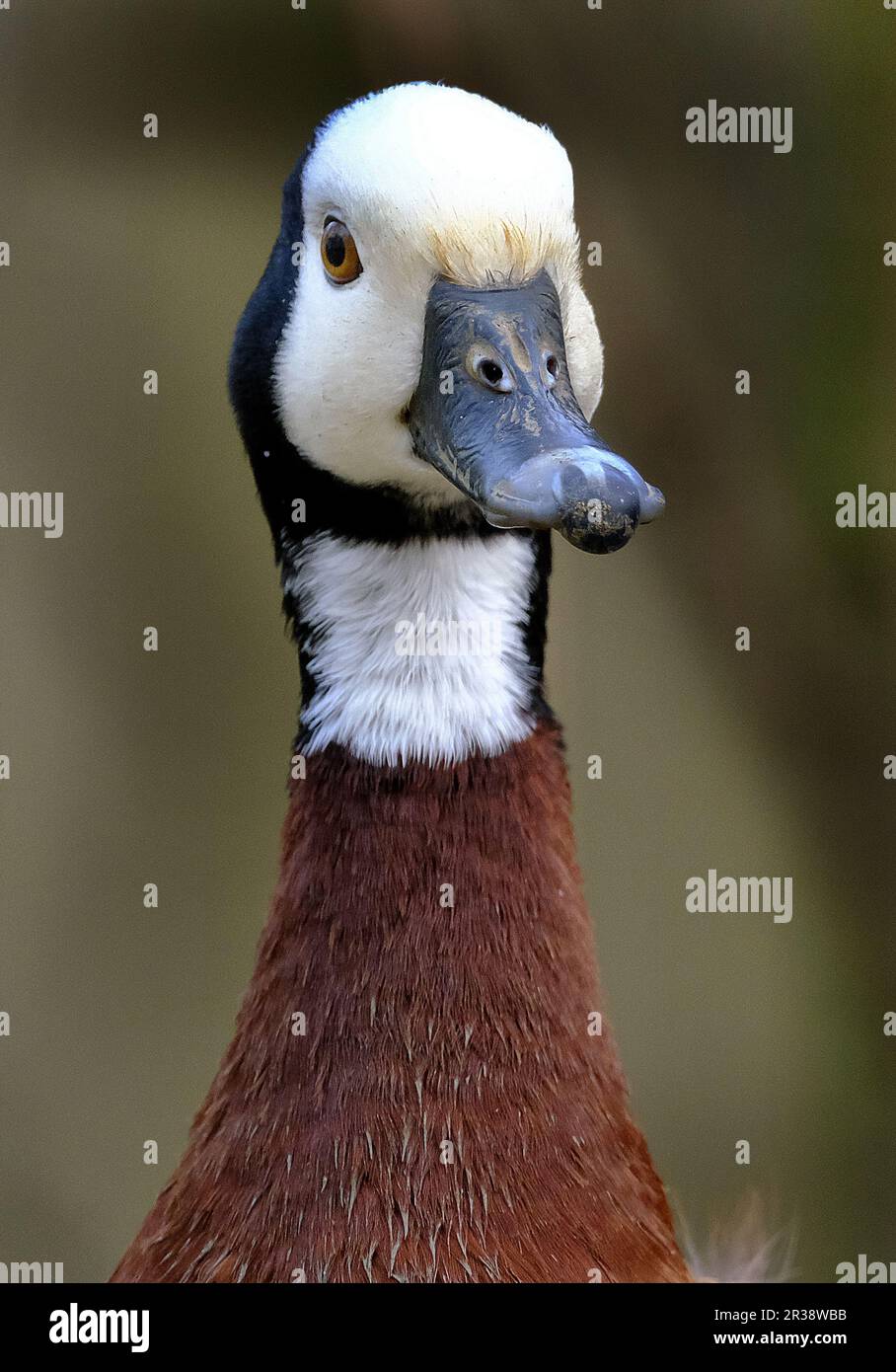 The white-faced whistling duck is a whistling duck that breeds in sub ...