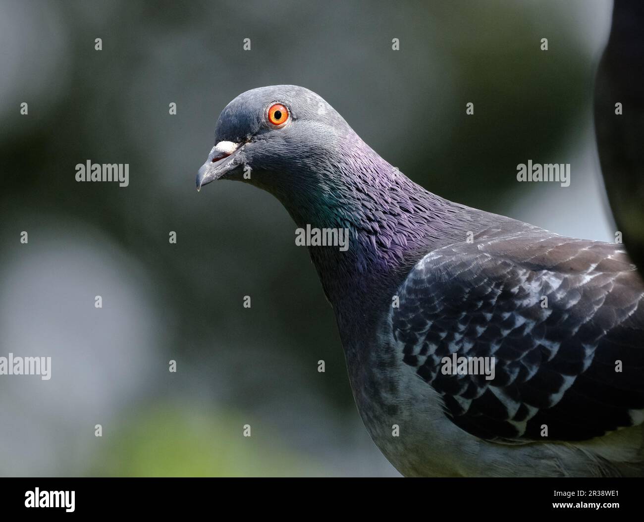 Feral pigeons, also called city doves, city pigeons, or street pigeons ...