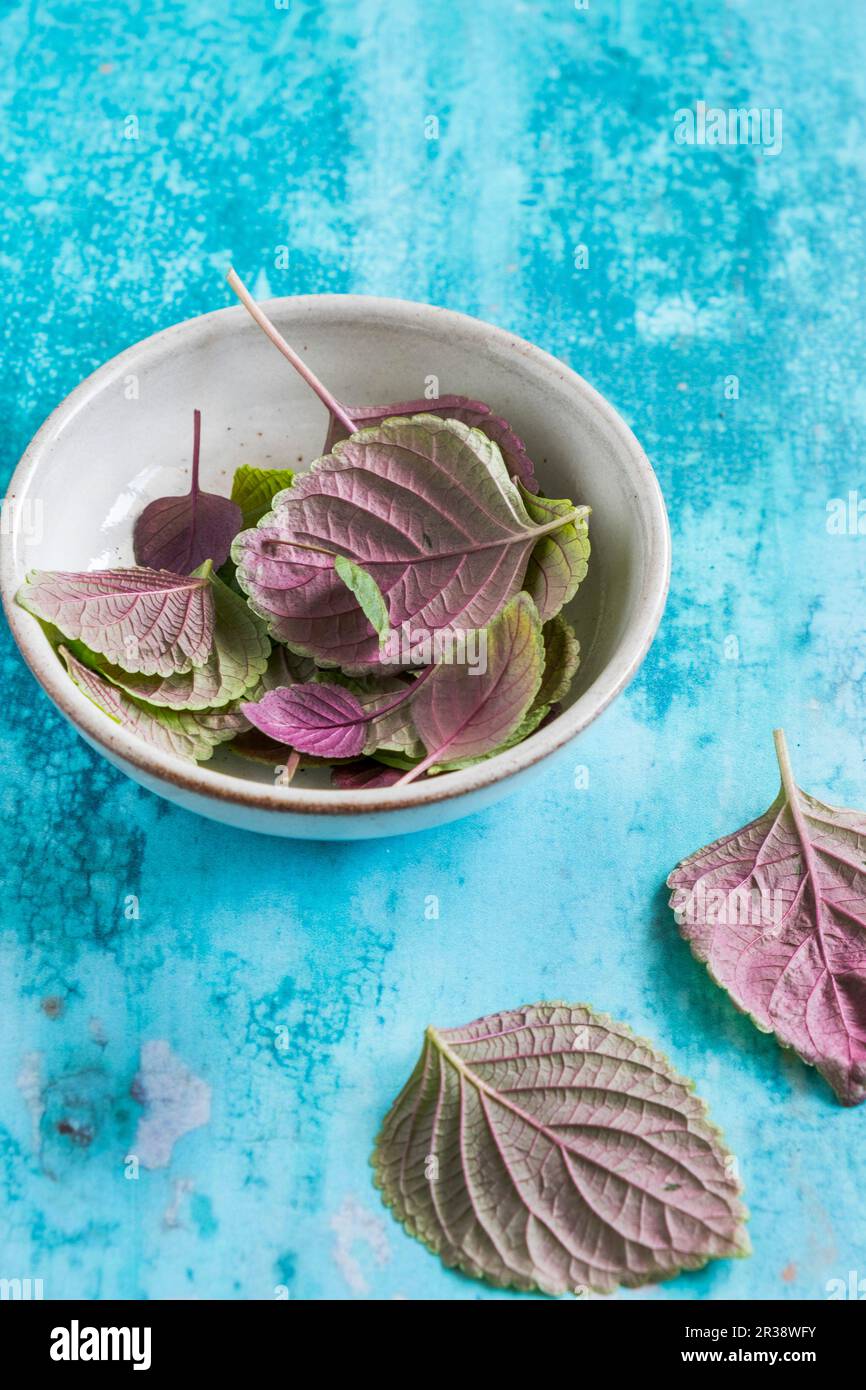 Perilla shiso red hi-res stock photography and images - Alamy
