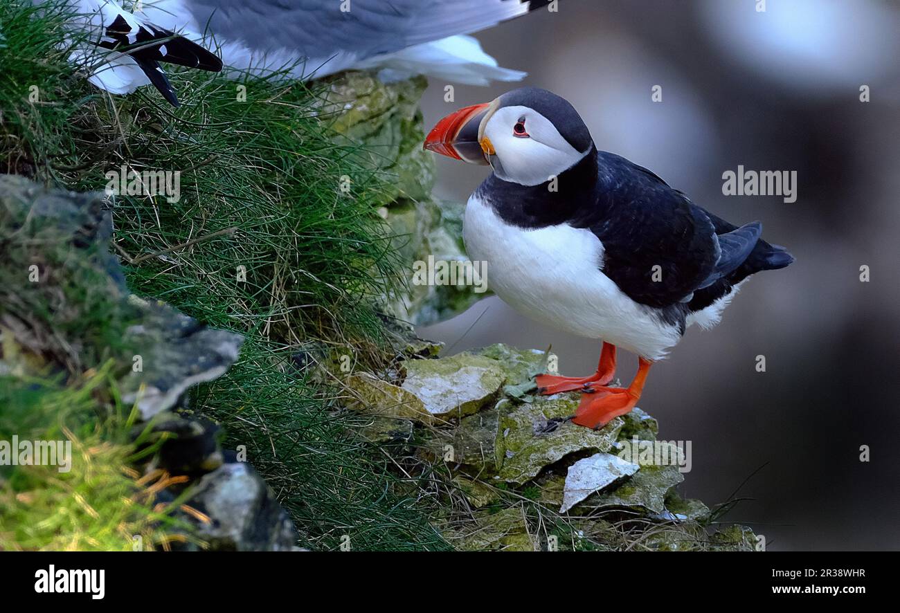 Puffins are any of three species of small alcids in the bird genus ...