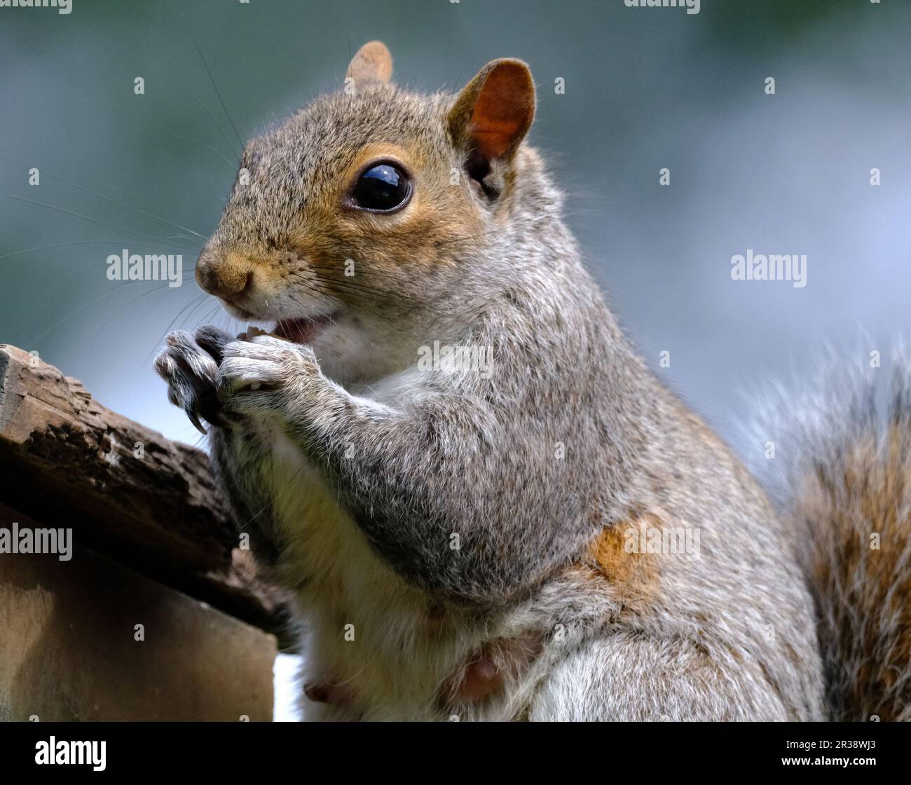 The eastern gray squirrel, also known, particularly outside of North ...
