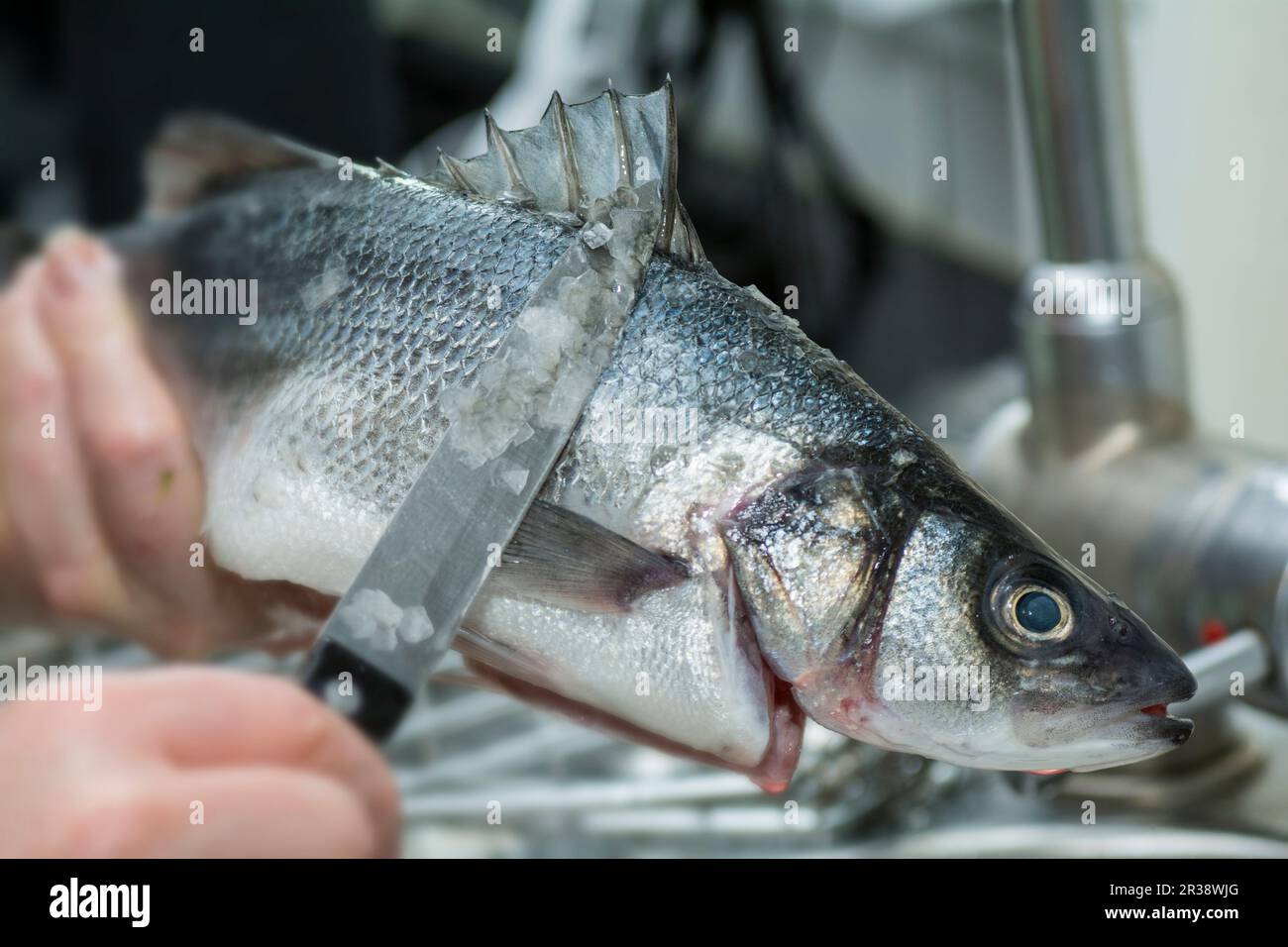 Scaled photo hi-res stock photography and images - Alamy