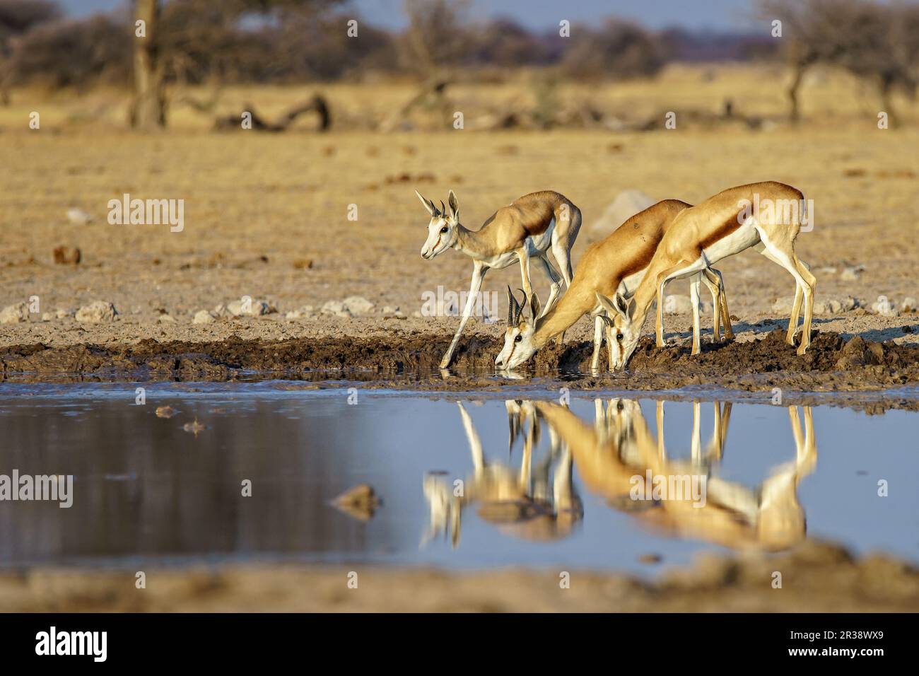 Food south africa springbok hi-res stock photography and images - Alamy