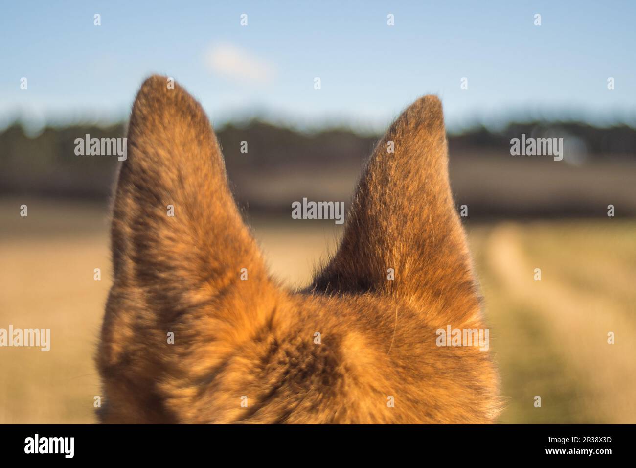 German shepherd ears Stock Photo - Alamy