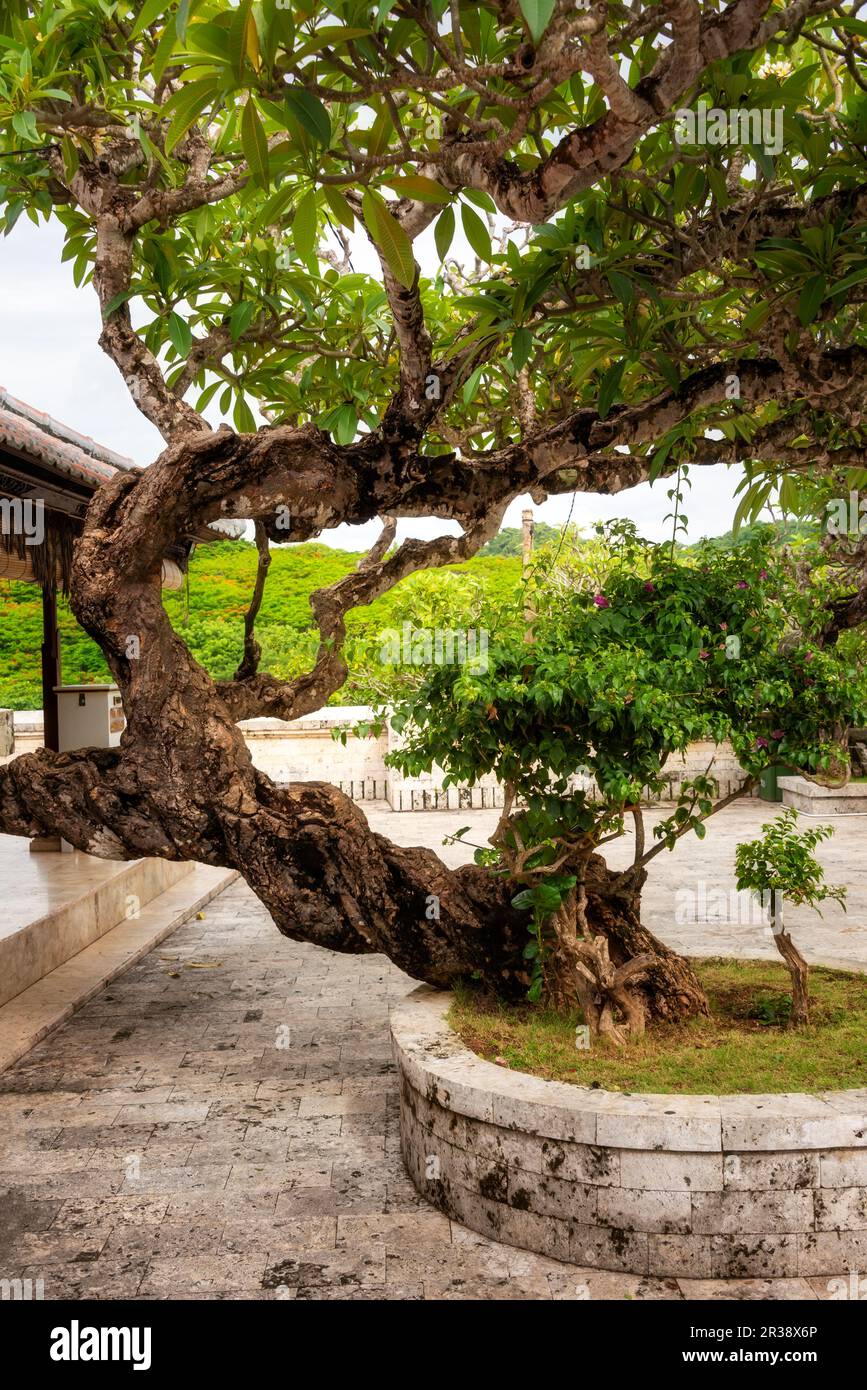 Frangipani trunk hi-res stock photography and images - Alamy
