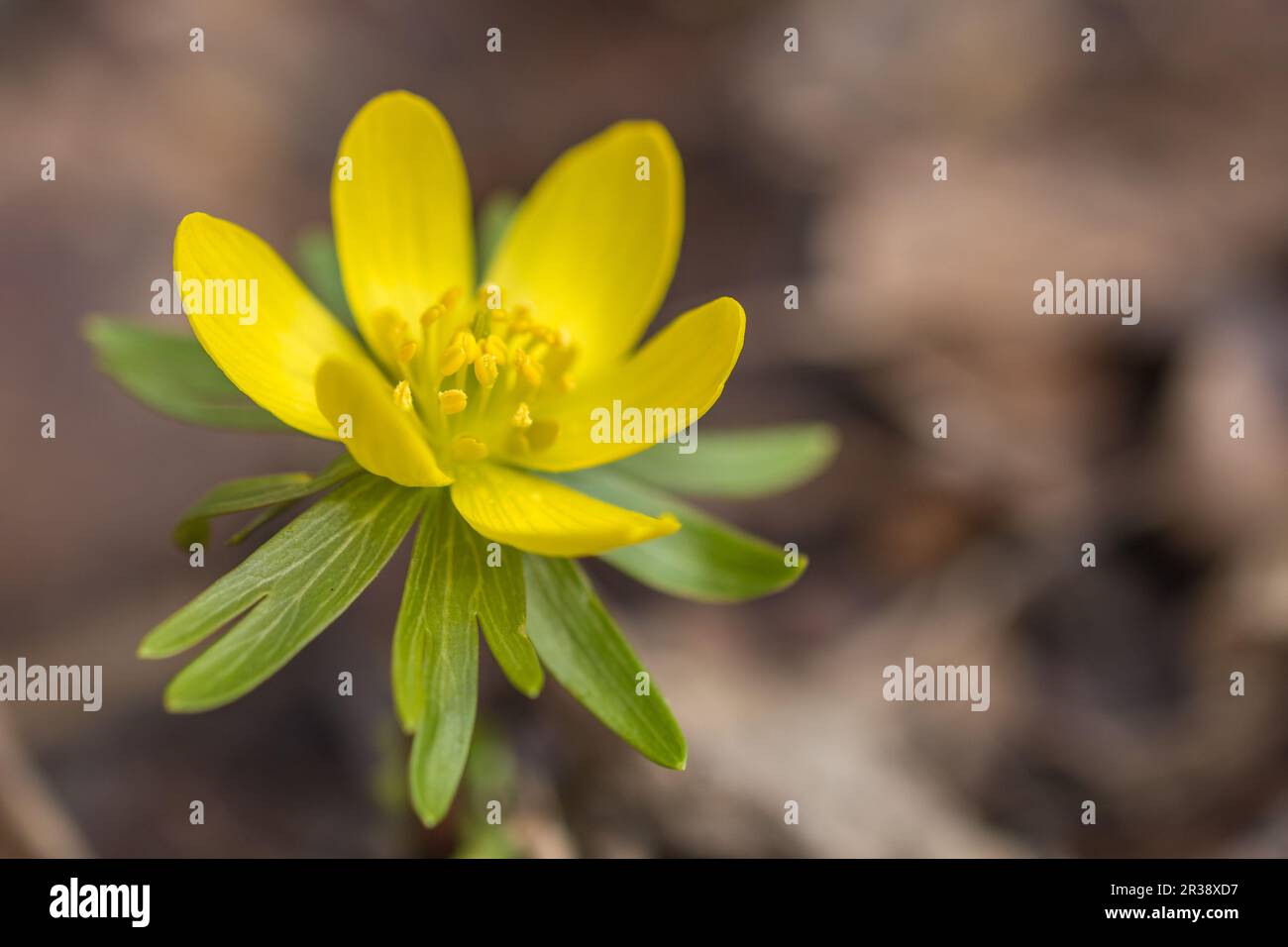 Winterling in the spring Stock Photo - Alamy