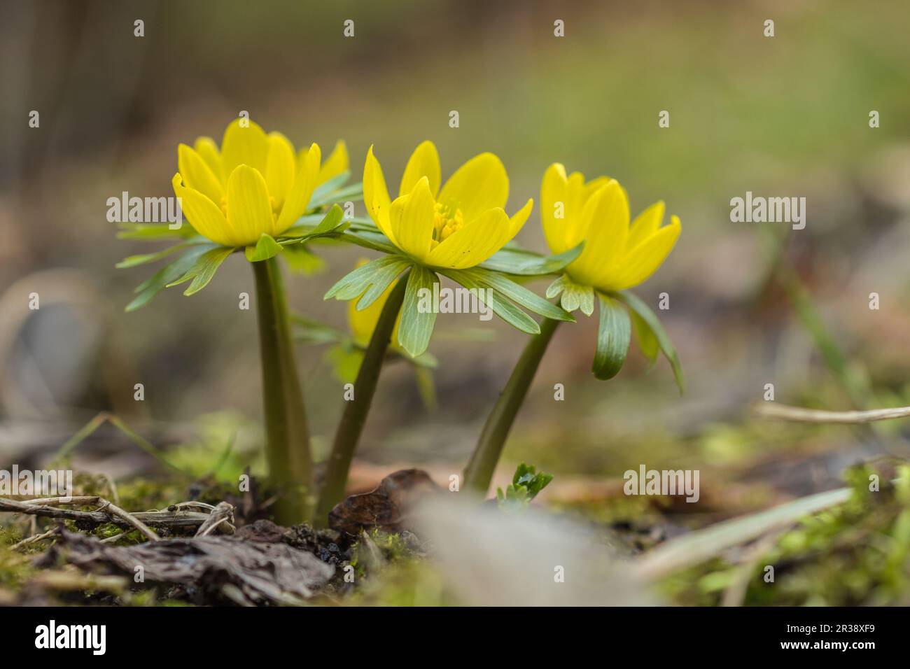 Beautiful spring flowers shooting in hi-res stock photography and ...