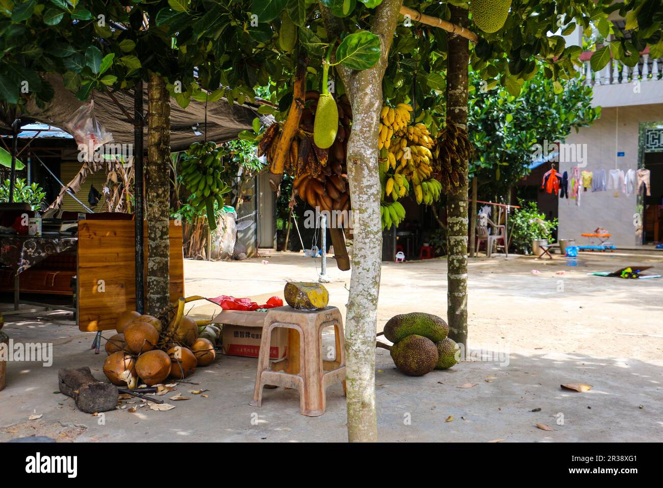 China fruit trees hi-res stock photography and images - Alamy