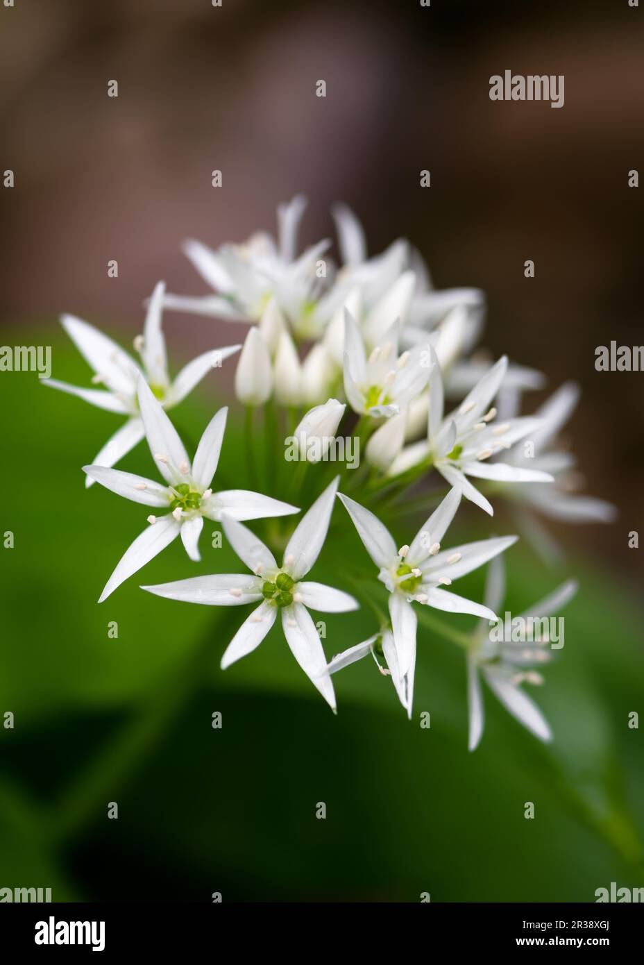 Beautiful flowering wild garlic leek in the forest against a blur ...
