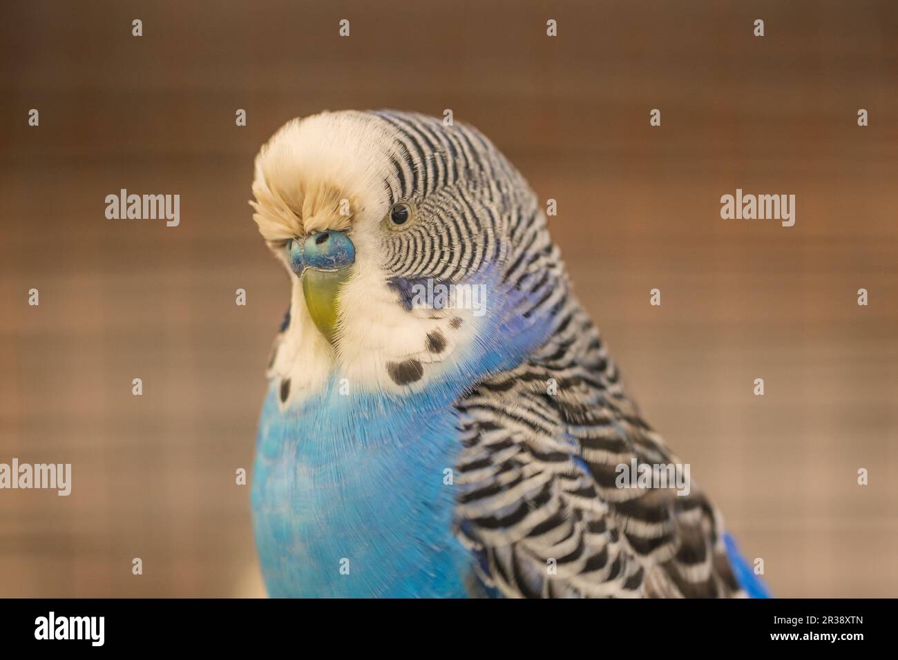 Budgie flying hi-res stock photography and images - Alamy