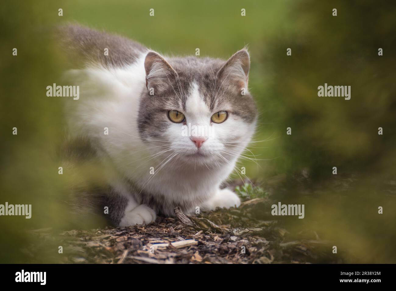 Cat is watching Stock Photo - Alamy