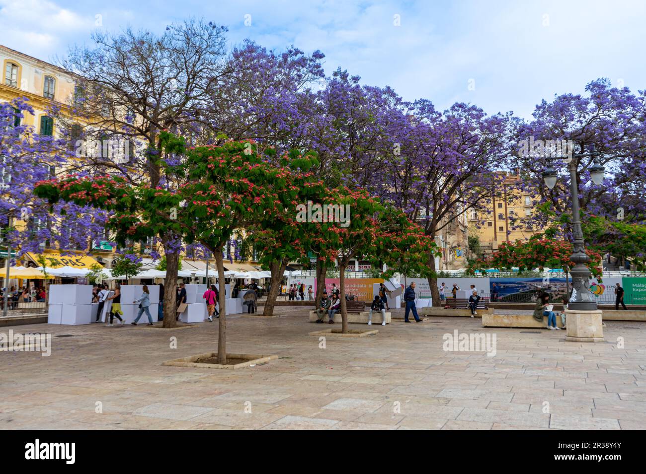MALAGA, SPAIN - MAY 20, 2023: Purple blossom trees Merced square (Plaza ...