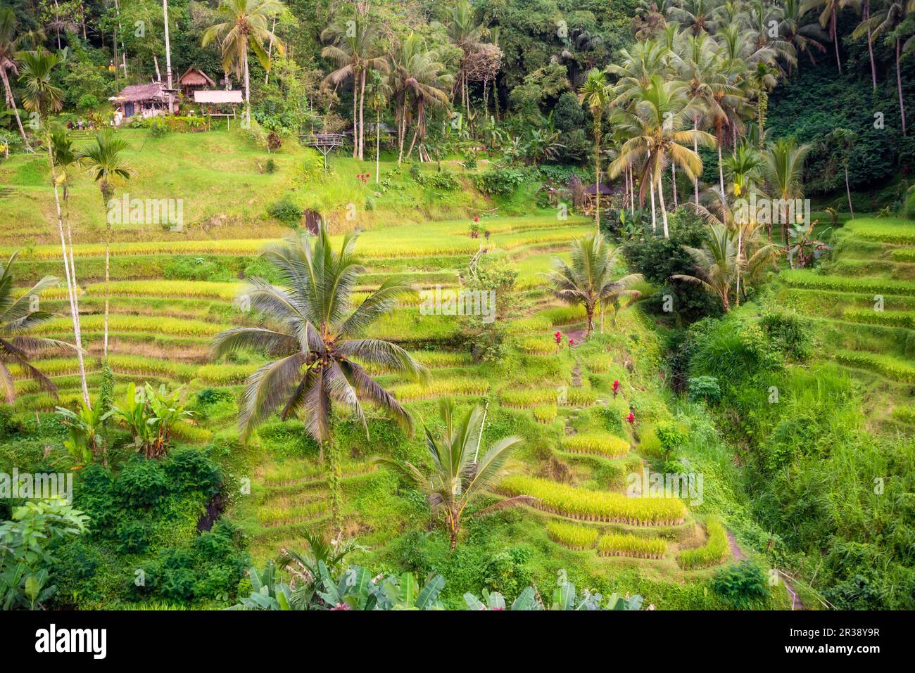 Green rice fields plantation on Bali island, Indonesia Stock Photo - Alamy