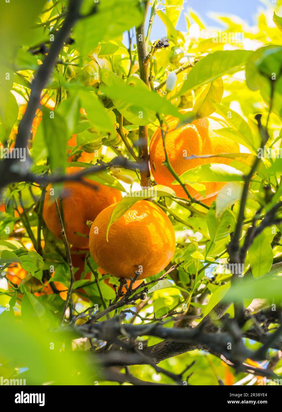 Portuguese orange tree hi-res stock photography and images - Alamy