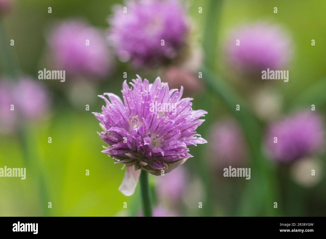 Chive plant blossom hi-res stock photography and images - Alamy