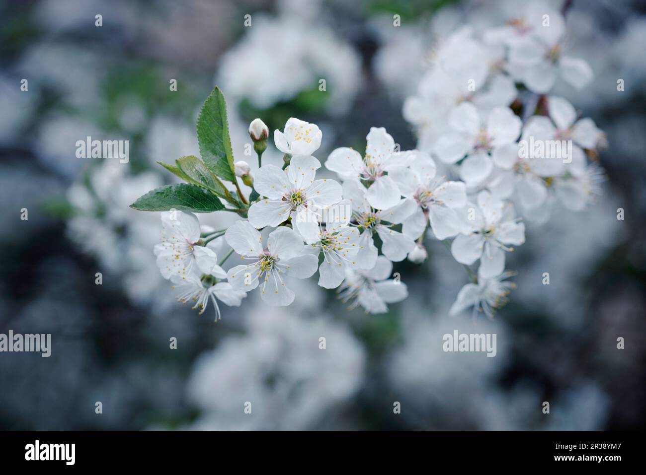 Prunus cerasus ‘morello’ hi-res stock photography and images - Alamy