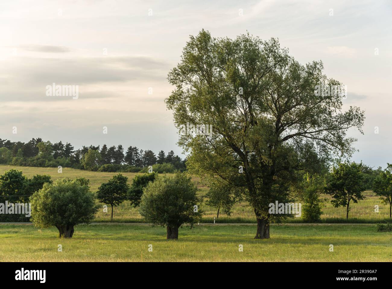Landscape in the summer Stock Photo - Alamy