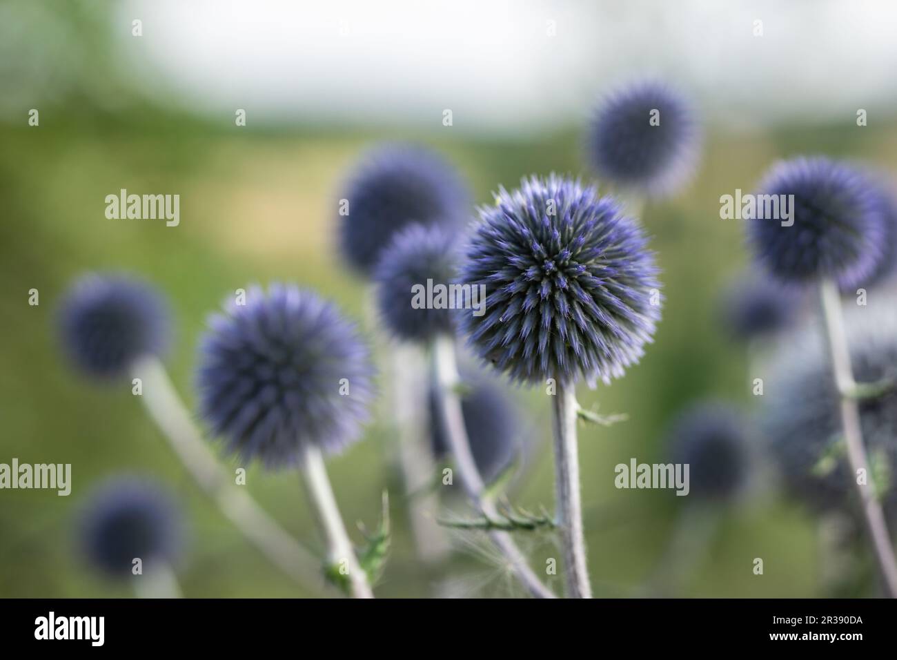 Ball thistle hi-res stock photography and images - Alamy