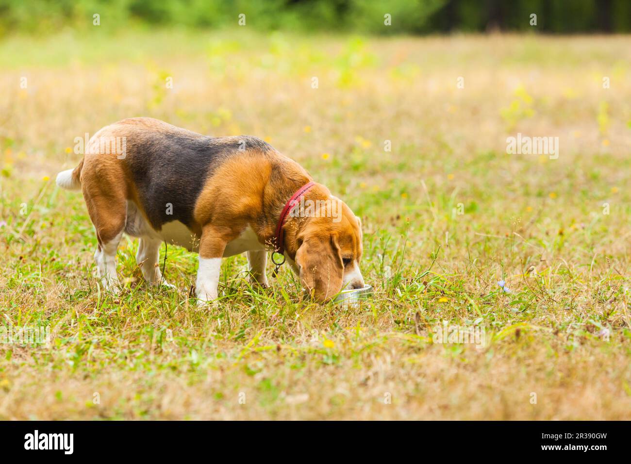 Cute Beagle playing on the grass in summer Stock Photo - Alamy