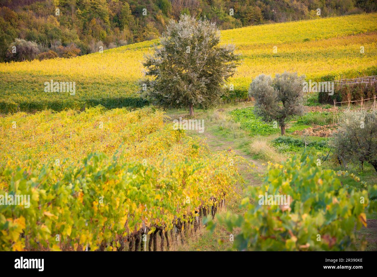 Colorful vineyard in fall, agriculture and farming Stock Photo - Alamy