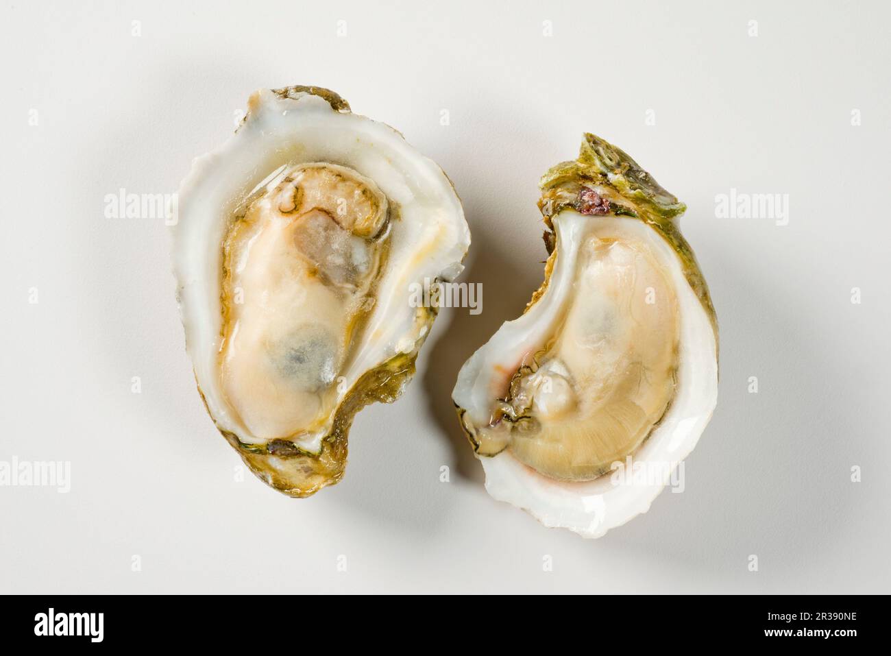 Outline oysters hi-res stock photography and images - Alamy