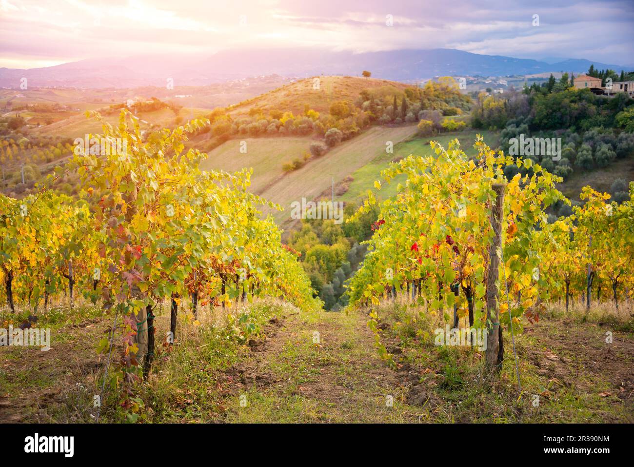 Colorful vineyard in fall, agriculture and farming Stock Photo - Alamy