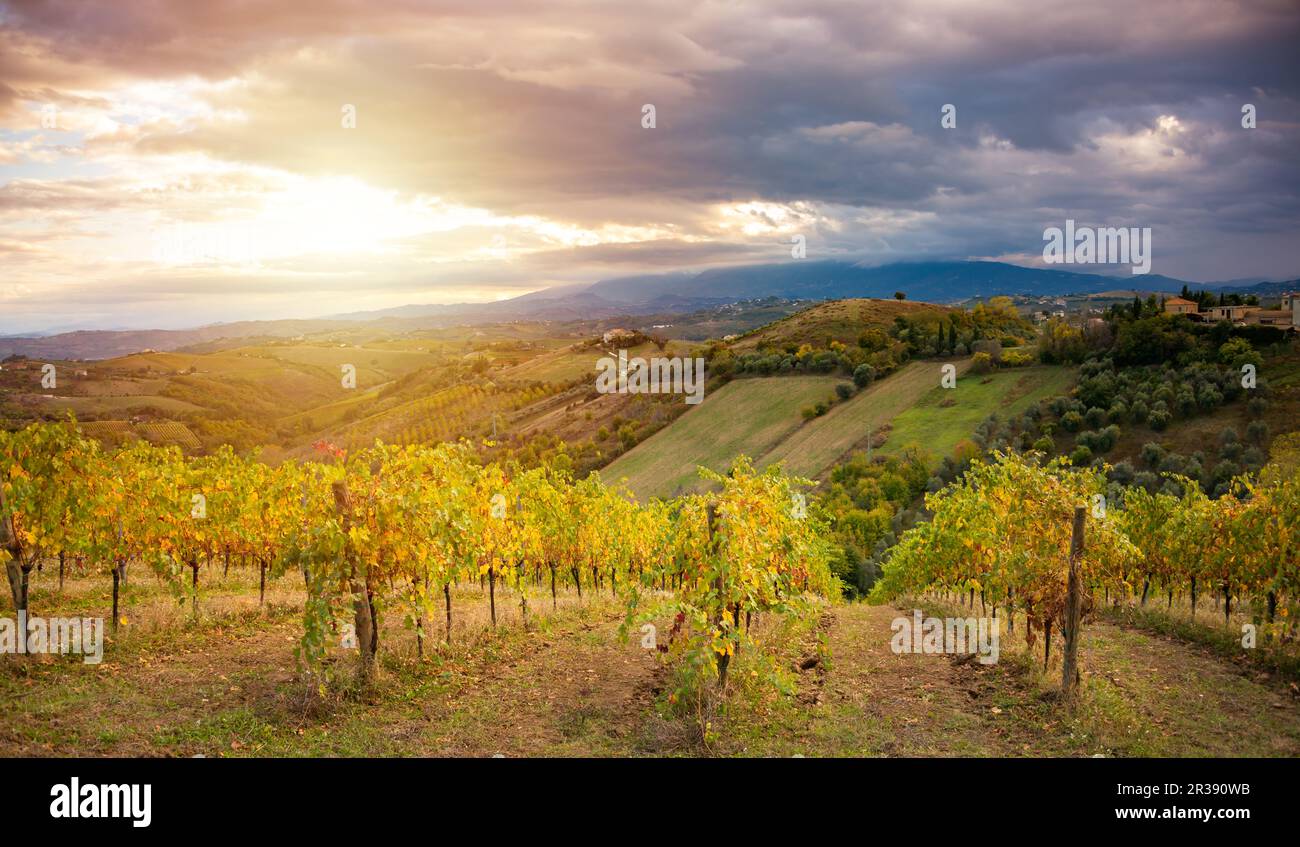 Colorful vineyard in fall, agriculture and farming Stock Photo - Alamy