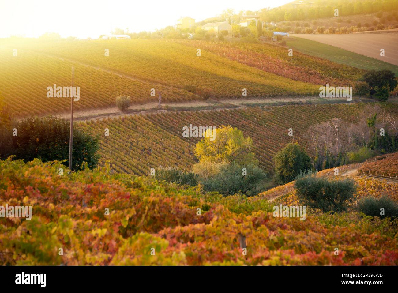 Colorful vineyard in fall, agriculture and farming Stock Photo - Alamy