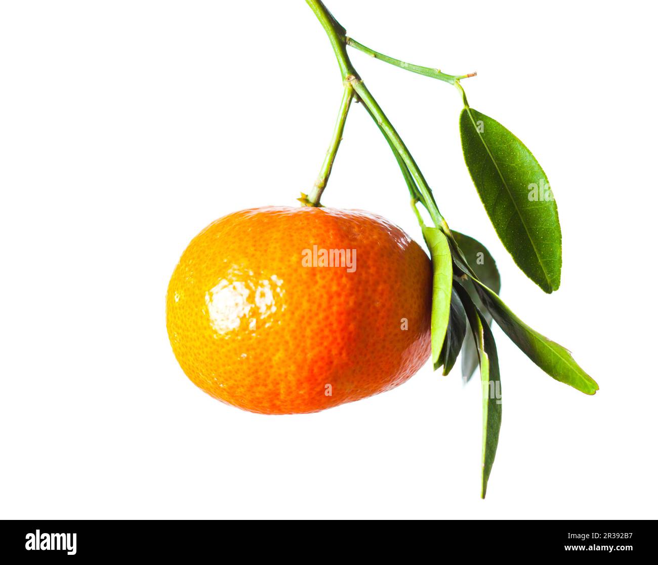 One tangerine fruit with green leaves on branch isolated Stock Photo ...
