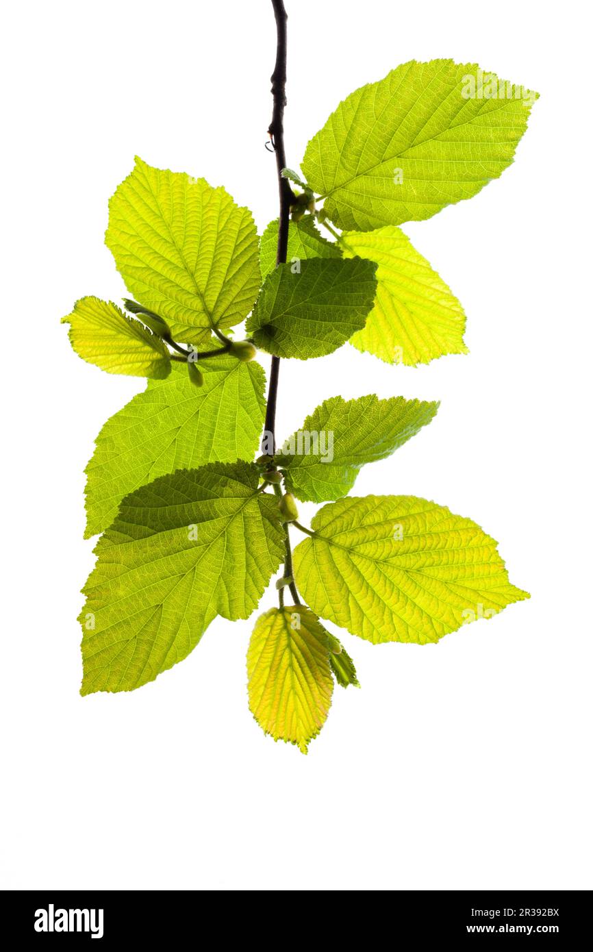 Green leaves of hazelnut tree isolated on white Stock Photo - Alamy