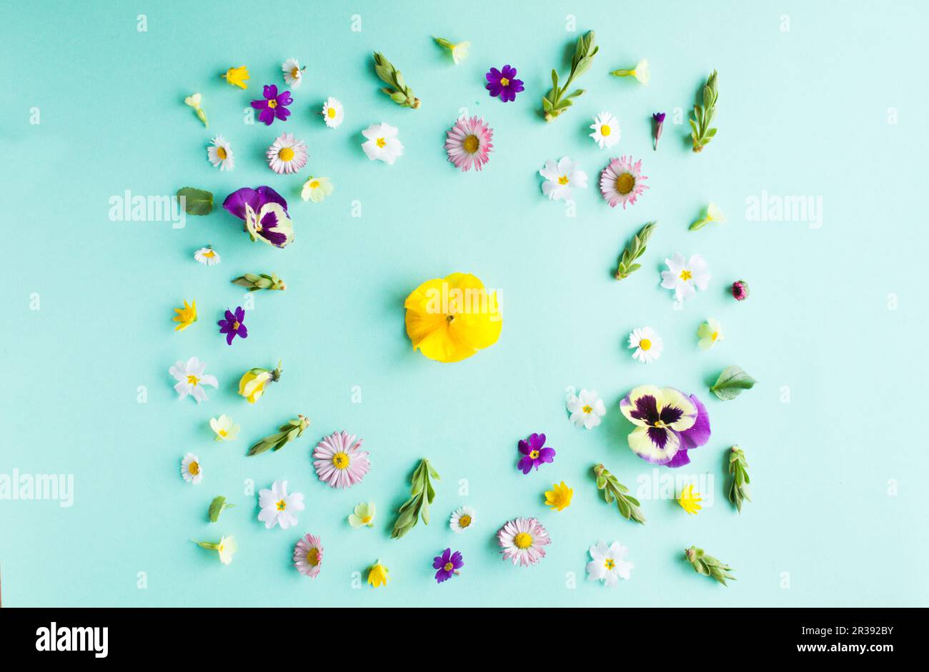 Spring flowers flat lay on the blue background Stock Photo - Alamy