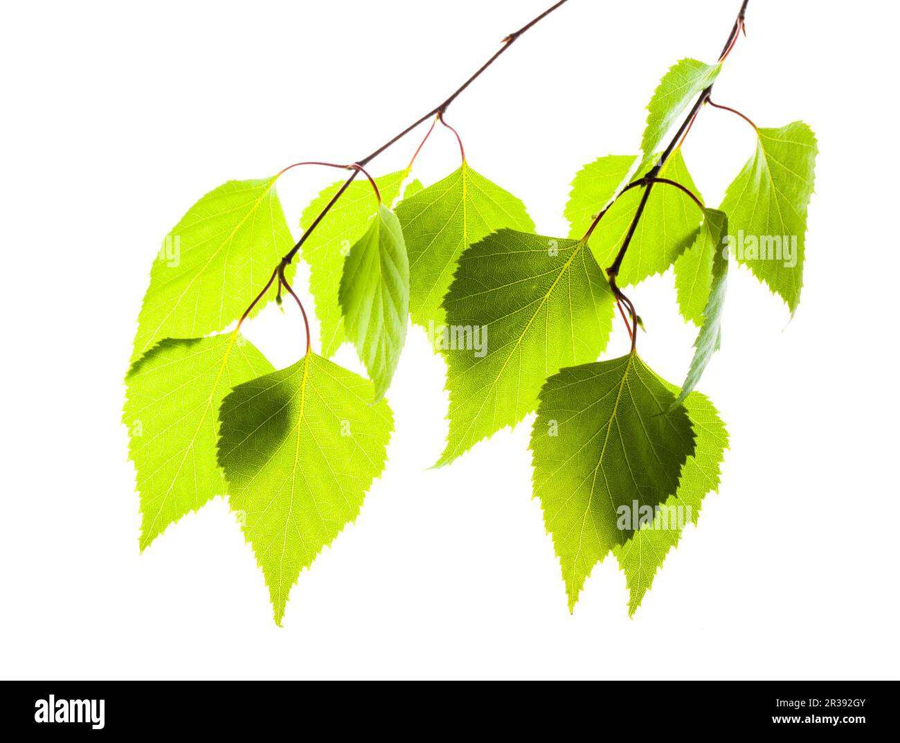 Birch fresh green foliage Cut Out Stock Images & Pictures - Alamy