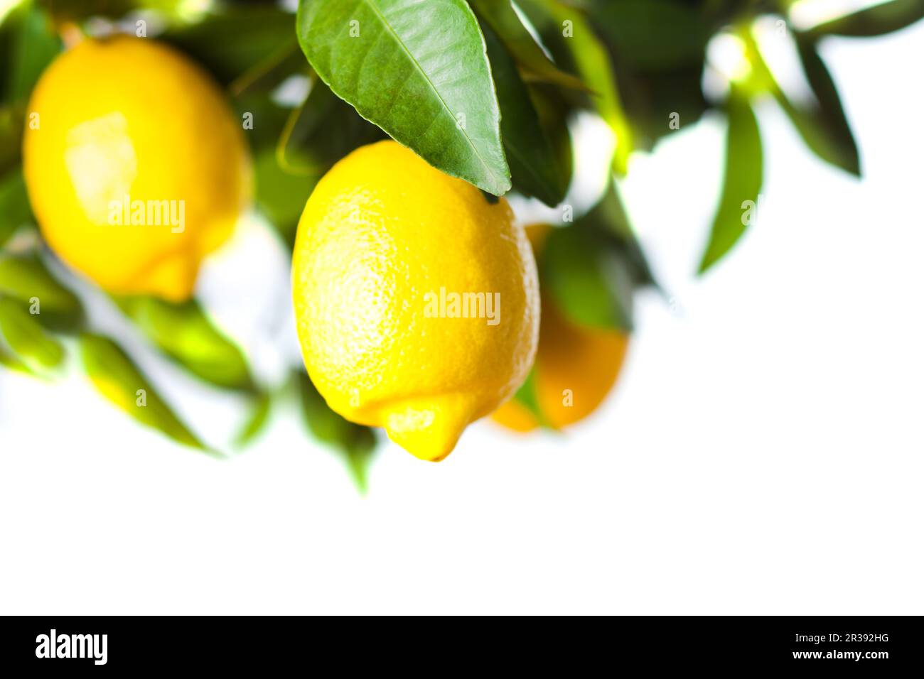 Close up citrus leaves hi-res stock photography and images - Alamy