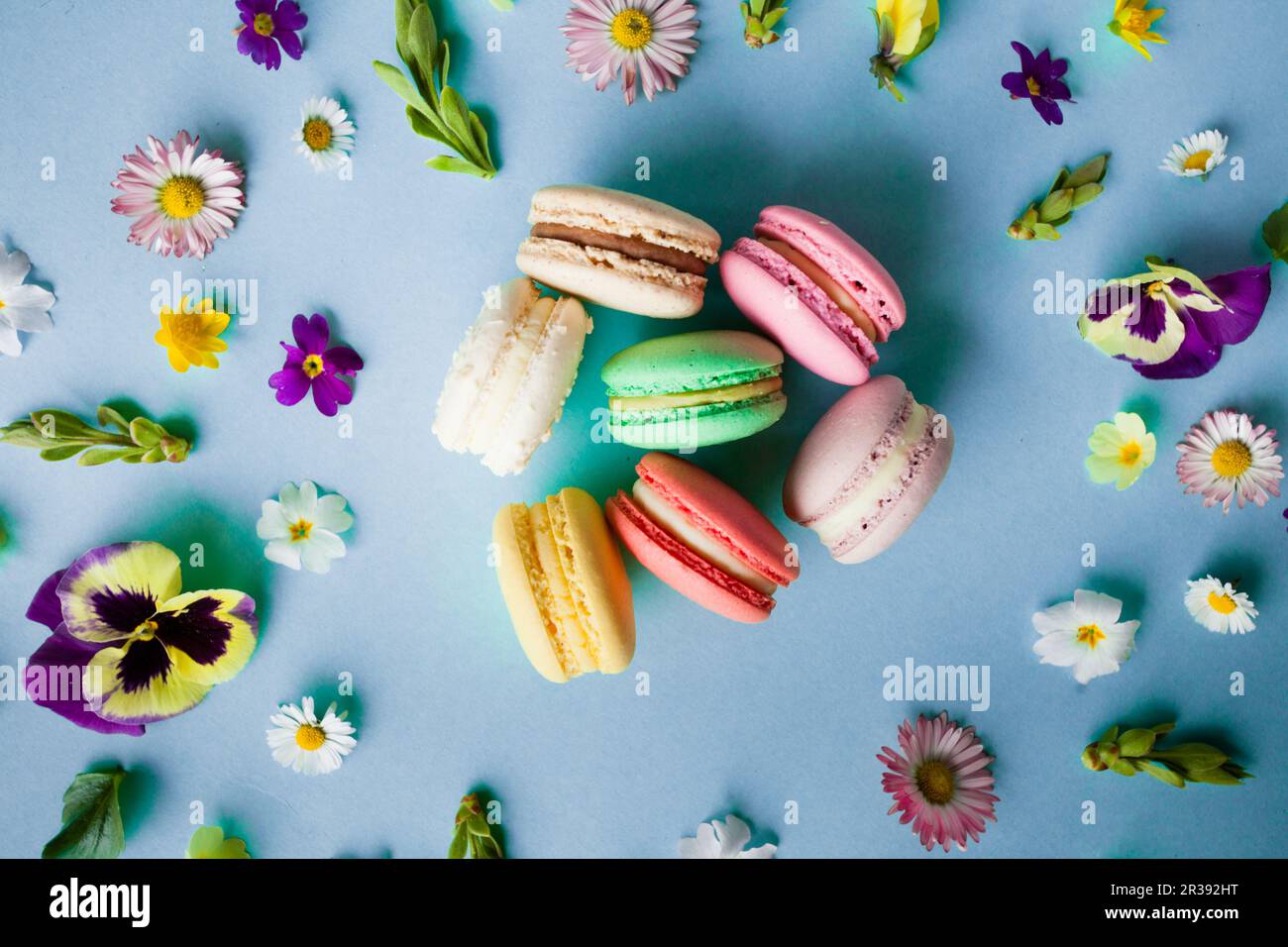 Colorful macaroons and flowers on the blue background Stock Photo - Alamy