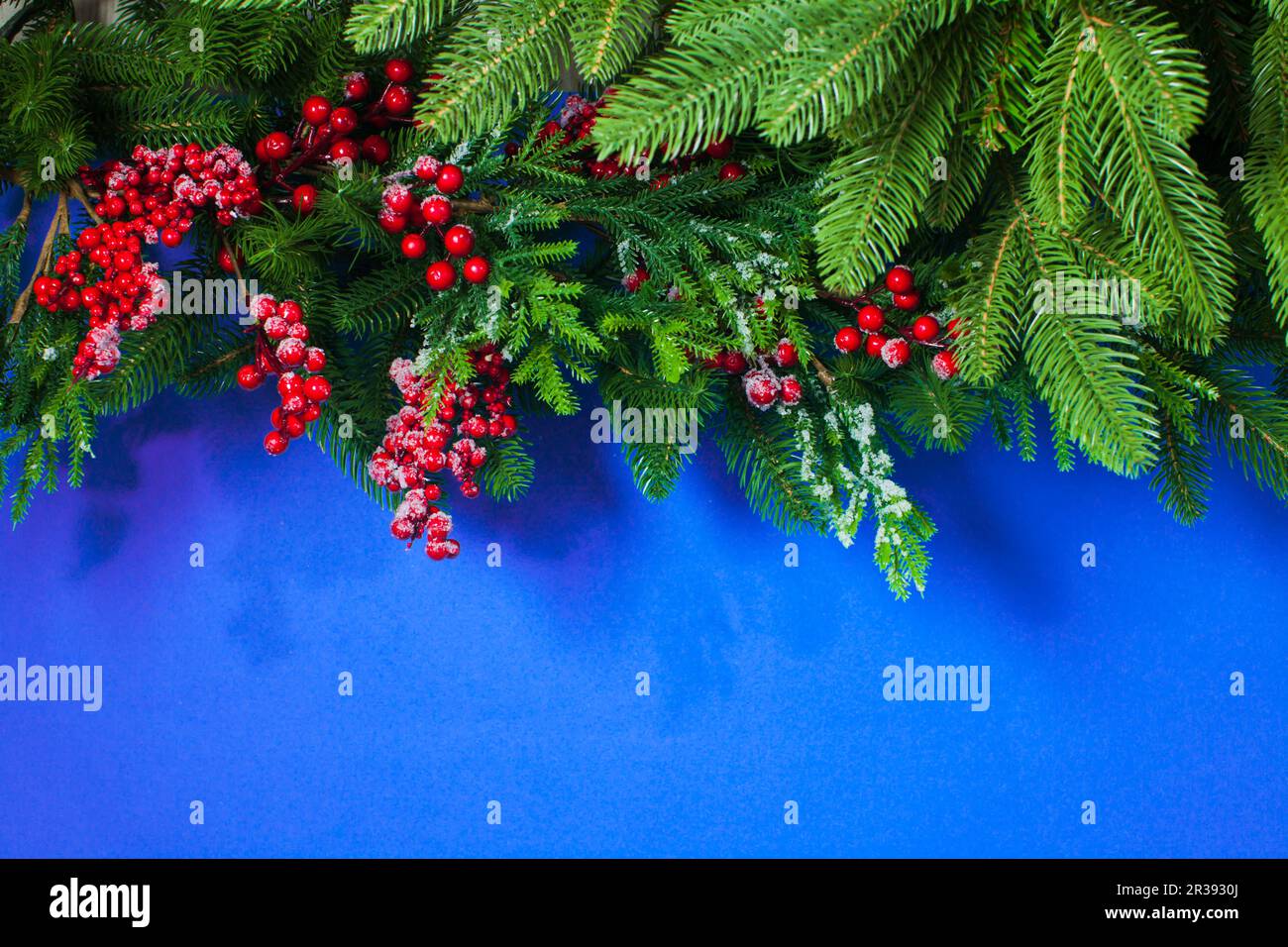Christmas blue background with holly berry and fir branch Stock Photo ...