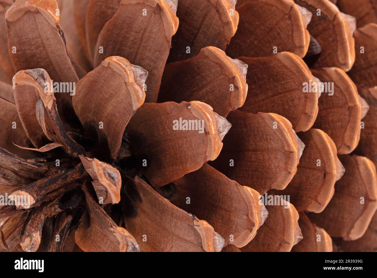 Detail of a large pine cone, isolated on white Stock Photo - Alamy