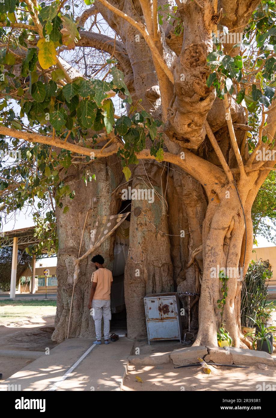 Black virgin in Baobab At Mariam Dearit, Semien-Keih-Bahri, Keren ...