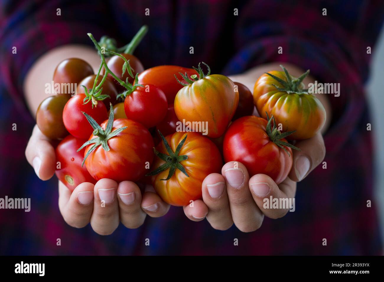 Hands holding different tomato varieties Stock Photo - Alamy