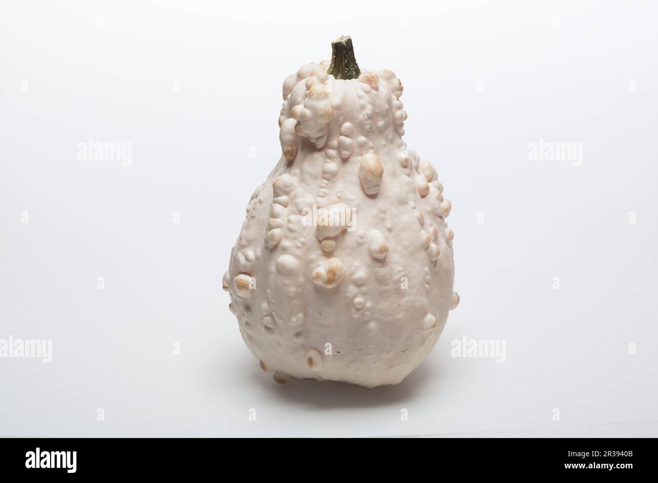 A pale warty squash Stock Photo - Alamy