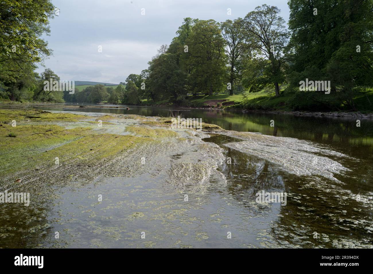 Low water in the river Eden at Armathwaite in Cumbria, England Stock ...