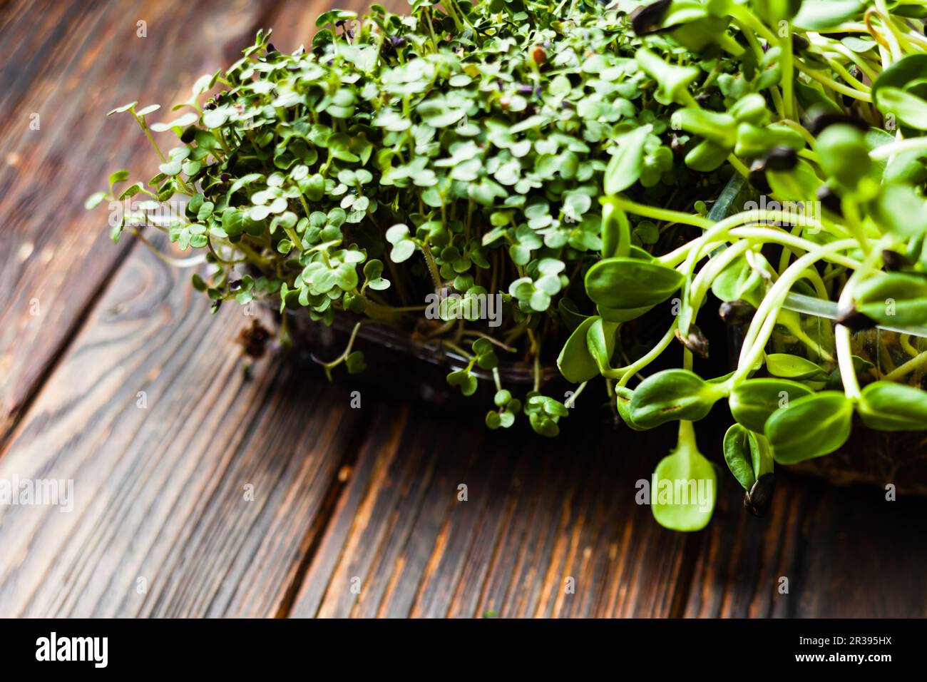 Micro greens healthy eating and organic restaurant cooking Stock Photo ...