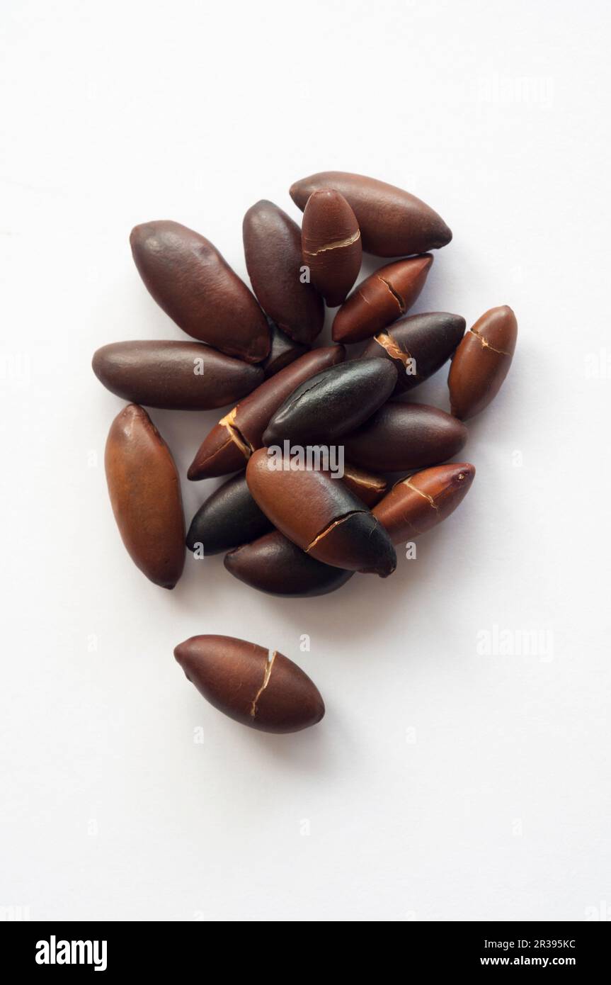Roasted Baru Seeds Also Known As Baru Almonds On White Background Stock