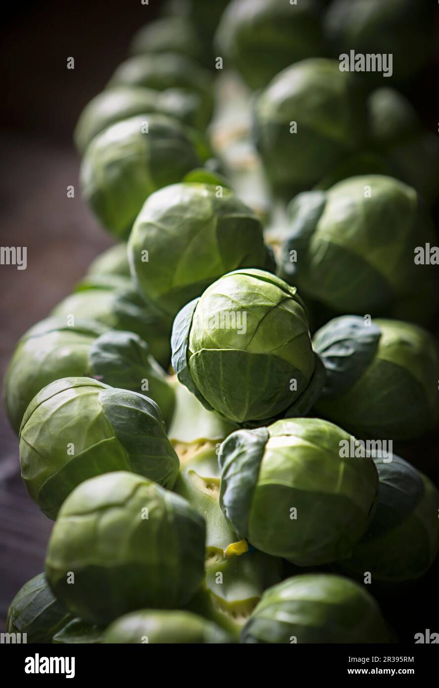 Close up deatil of a sprout stalk tree Stock Photo - Alamy