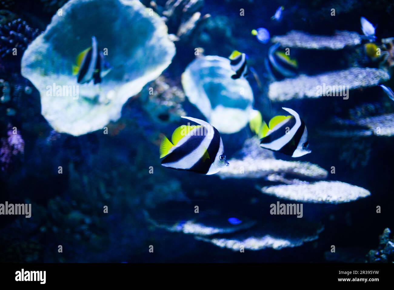 Amazing coral reef aquarium moment, underwater life Stock Photo - Alamy