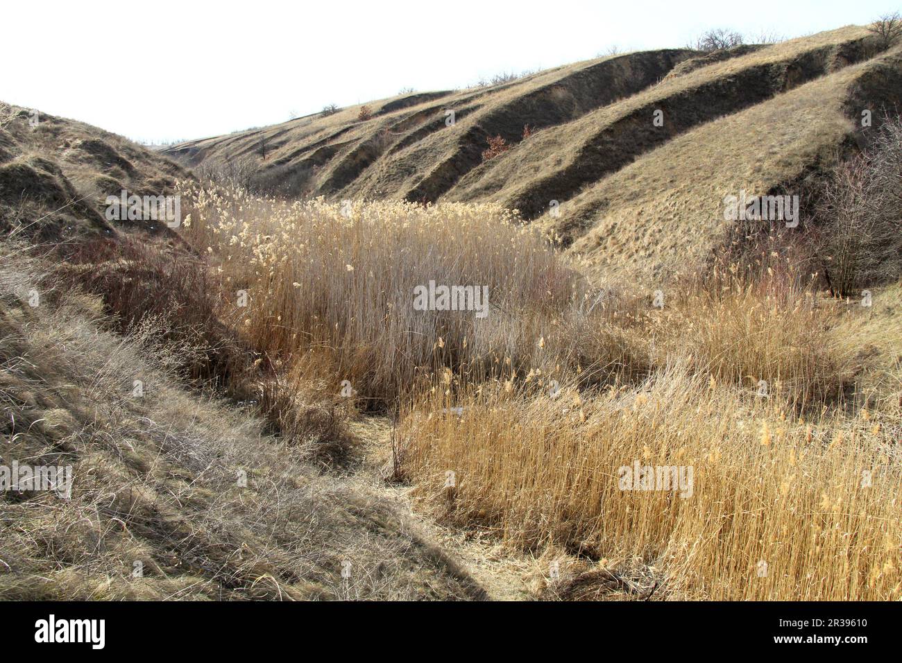 Deep ravine on the river bank Stock Photo - Alamy