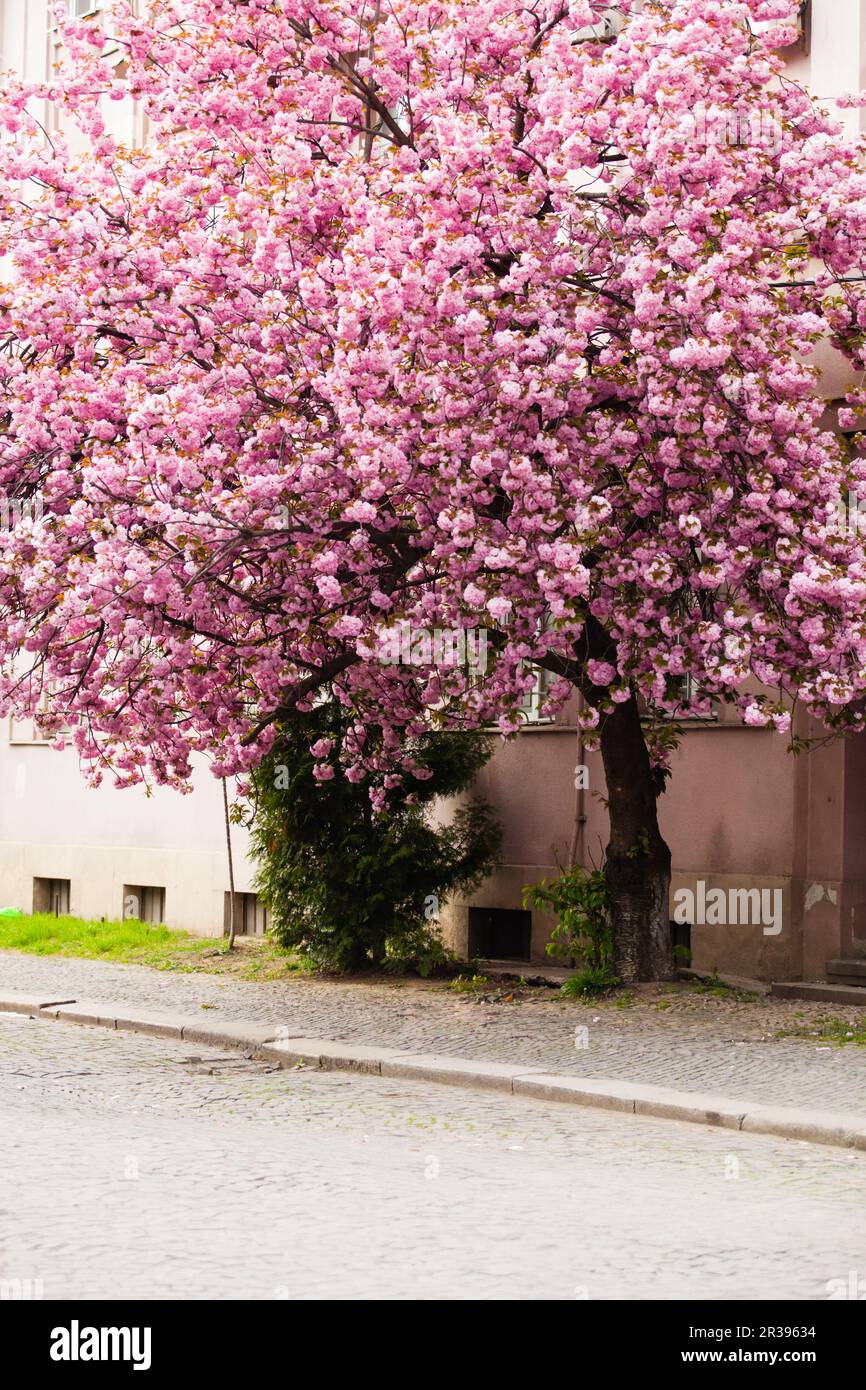 Cherry garden street hi-res stock photography and images - Alamy