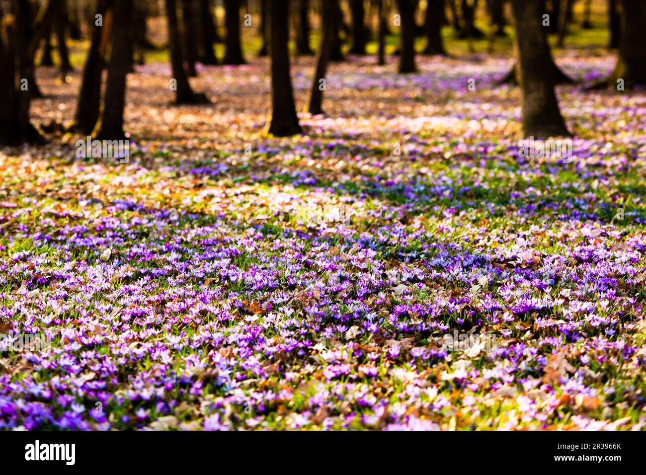 Saffron tree hi-res stock photography and images - Alamy